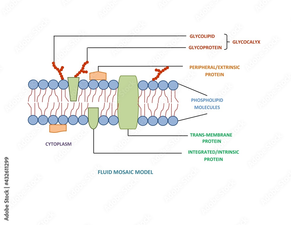 DIAGRAM SHOWING FLUID MOSAIC MODEL Stock Illustration | Adobe Stock