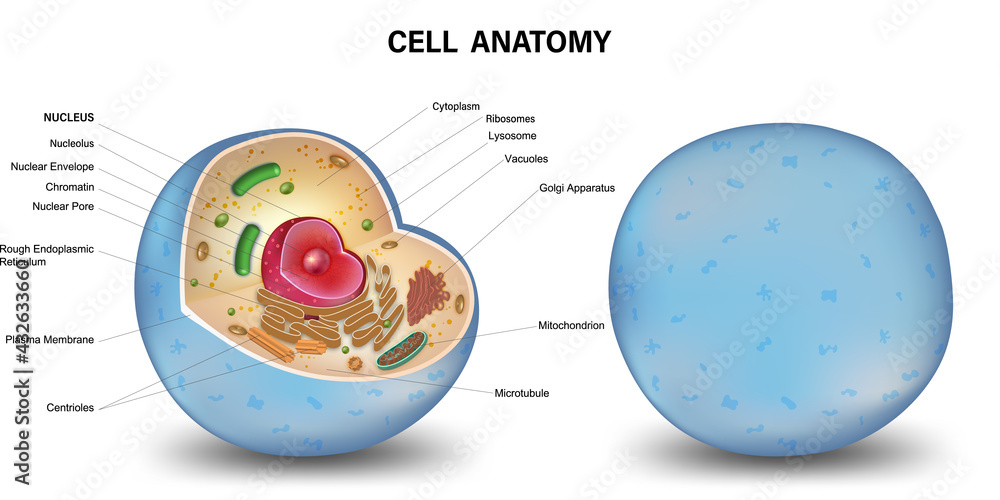 Cell cross section structure detailed colorful anatomy isolated on ...