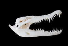 Taxidermy Gator Head Bones Free Stock Photo - Public Domain Pictures