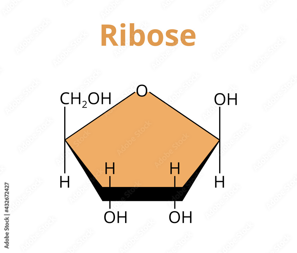 2D vector molecular structure of the monosaccharide ribose, simple ...
