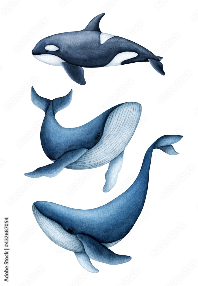 Watercolor Blue and Orca Killer Whale. Hand drawn Sea Life set. Oceanic ...