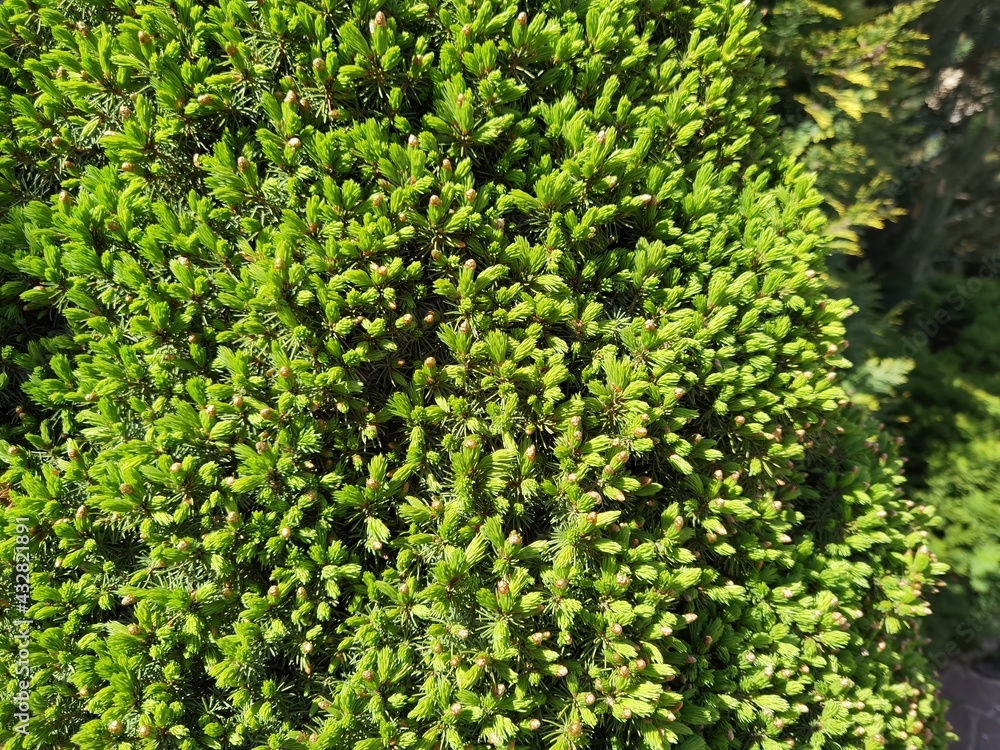 Canadian spruce Picea glauca Conica. Close up Stock Photo | Adobe Stock