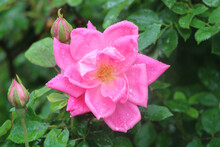 Pink Rose Fully Open Free Stock Photo - Public Domain Pictures