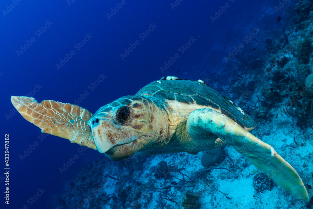 Foto de Stock A loggerhead turtle who judging by his size and barnacles ...