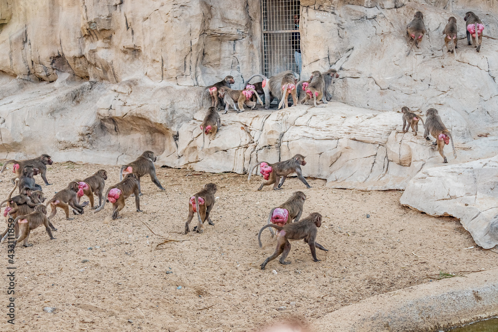 Large herd of female baboons with red swollen folds of skin around the ...