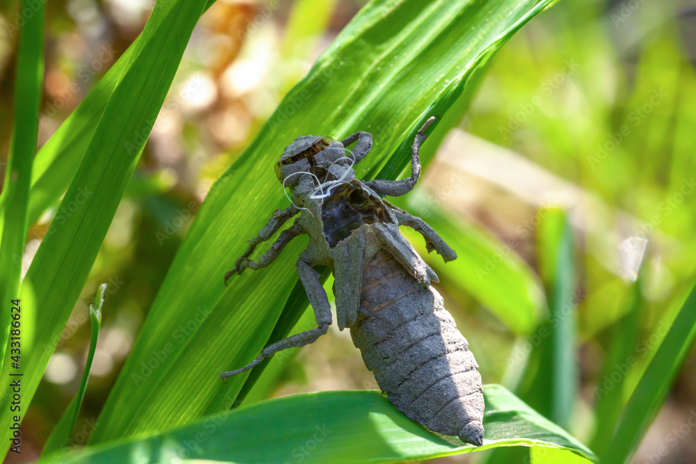 Nymphal exuvia of Gomphus vulgatissimus. Larval dragonfly gray shell ...