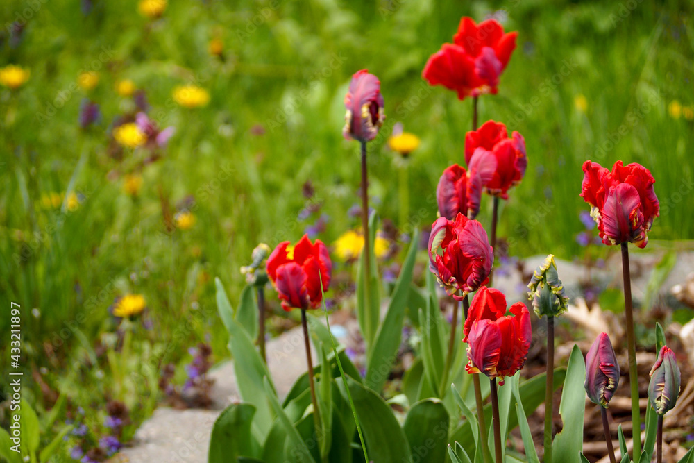 red tulip buds rococo parrot varieties grow in the garden among the ...
