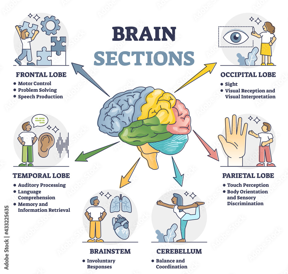 Brain sections and organ part functions in labeled anatomical outline ...