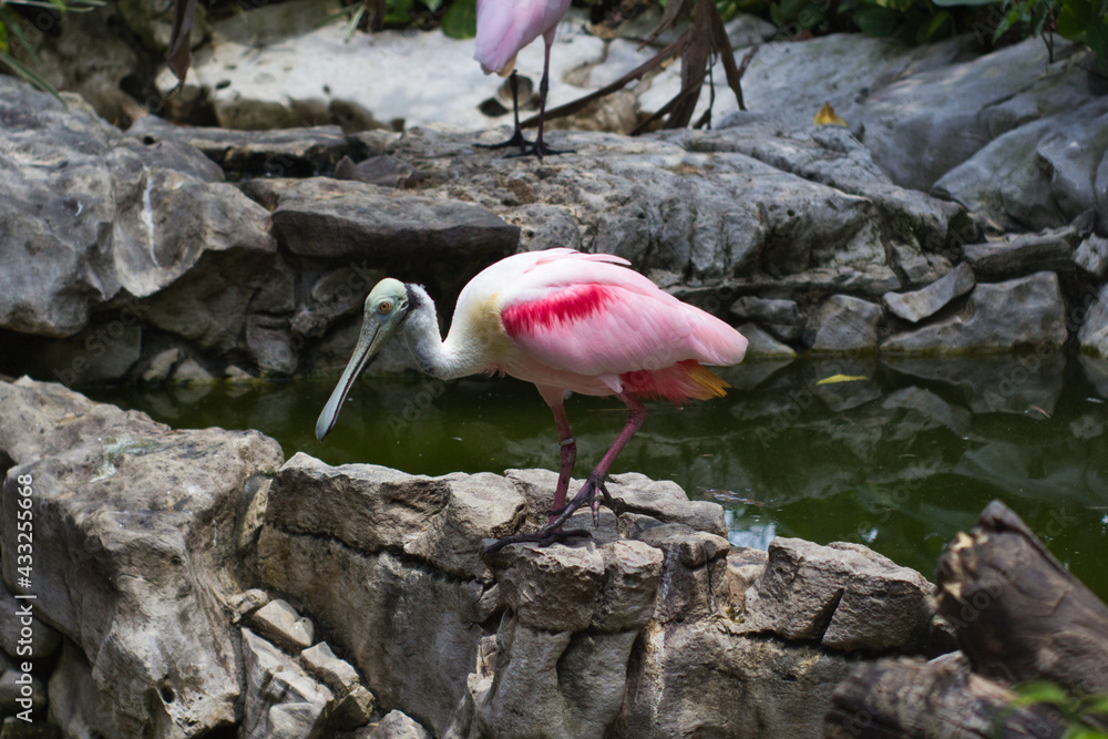 Una espátula rosada platalea ajaja (roseate spoonbill) parada sobre ...