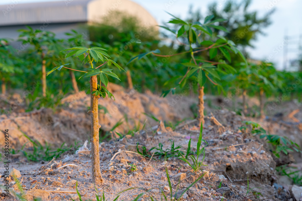 Foto de Stock Tapioca fields on natural background. Grow cassava ...