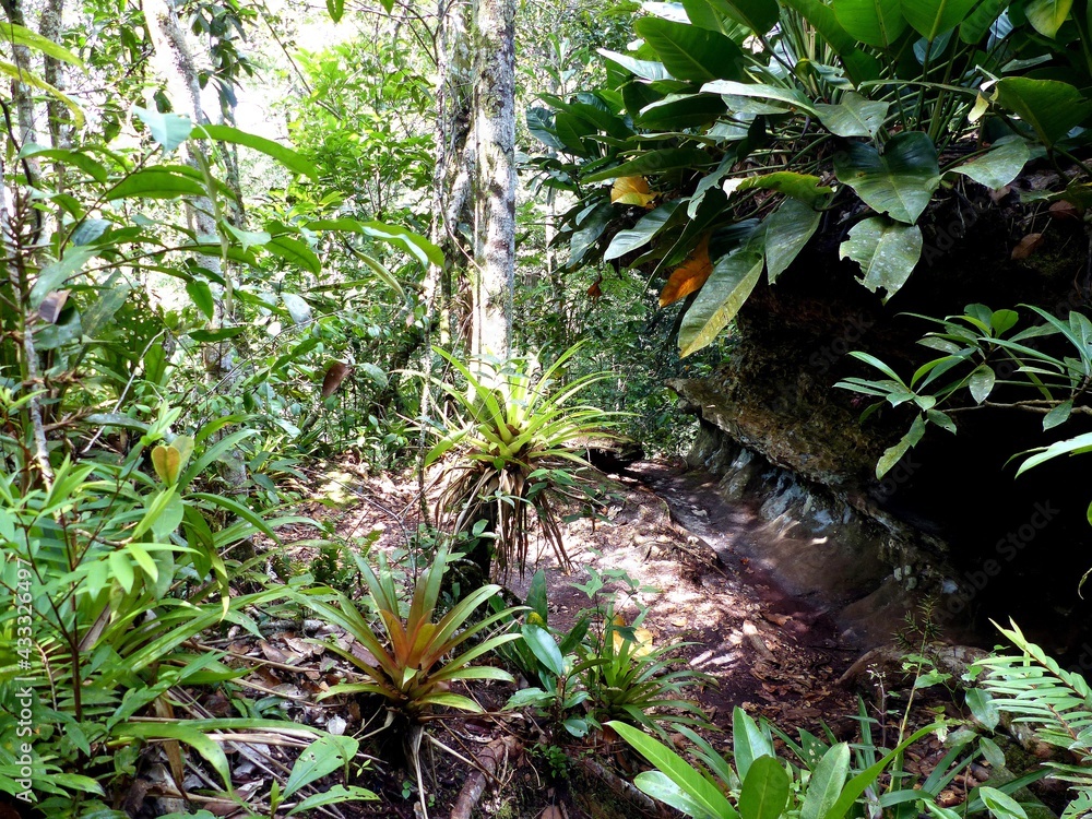 Foto Vegetation Amazon Rain forest. The tropical rainforests of South ...