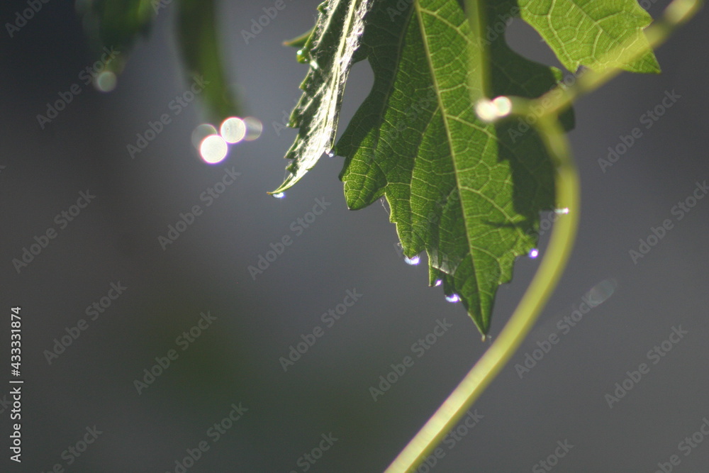 Grape Leaves with Water Drops Showing the Process of Transpiration as ...