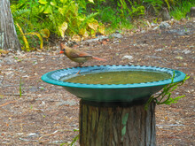 Cardinal At Bird Bath Free Stock Photo - Public Domain Pictures