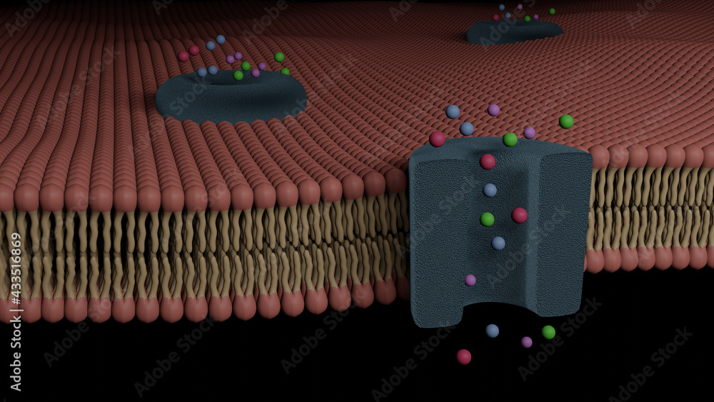 Glycoprotein bilayer cell membrane cross section and its ion channel ...