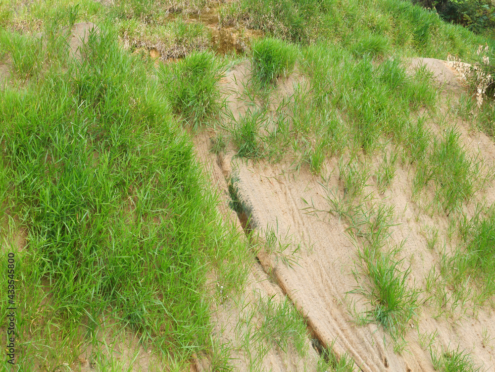 Permanent slope protection with the natural grass using the hydroseed ...