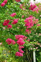 Red Crepe Myrtle Bloom Free Stock Photo - Public Domain Pictures