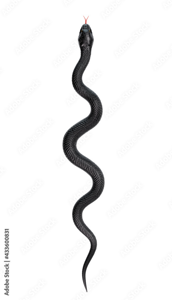 Black Snake isolated on White Background. 3D illustration Stock Photo ...
