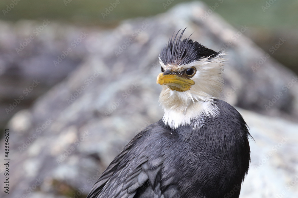 Australische Zwergscharbe oder Kräuselscharbe / Little pied cormorant ...