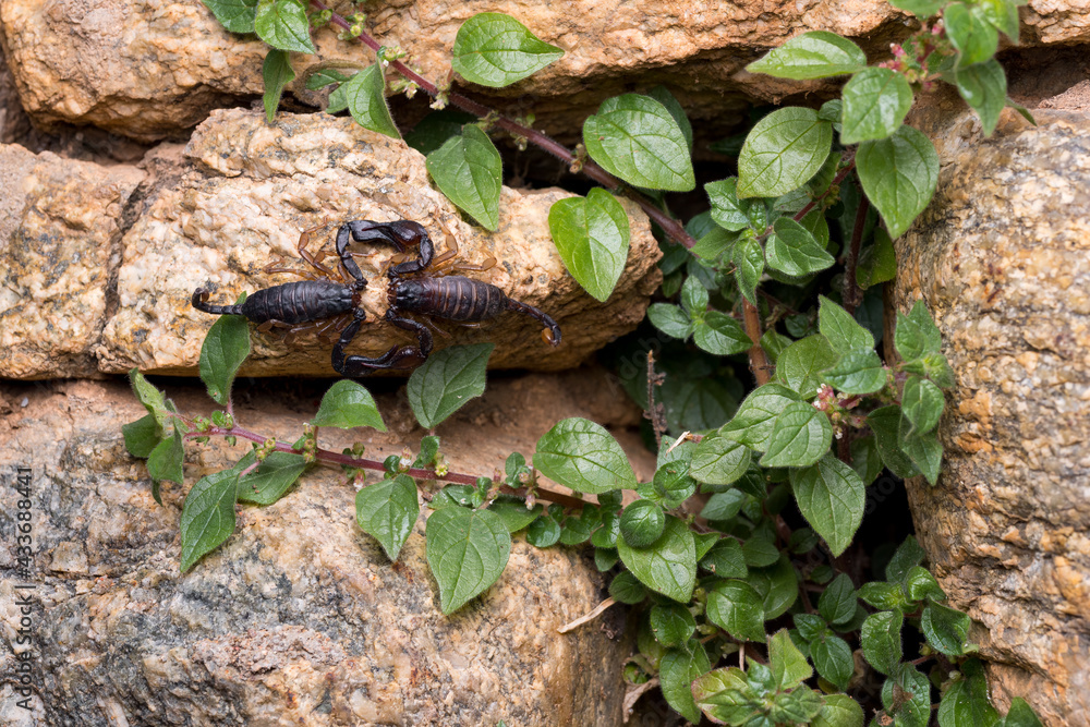 Couple of Euscorpius flavicaudis, the European yellow-tailed scorpion ...