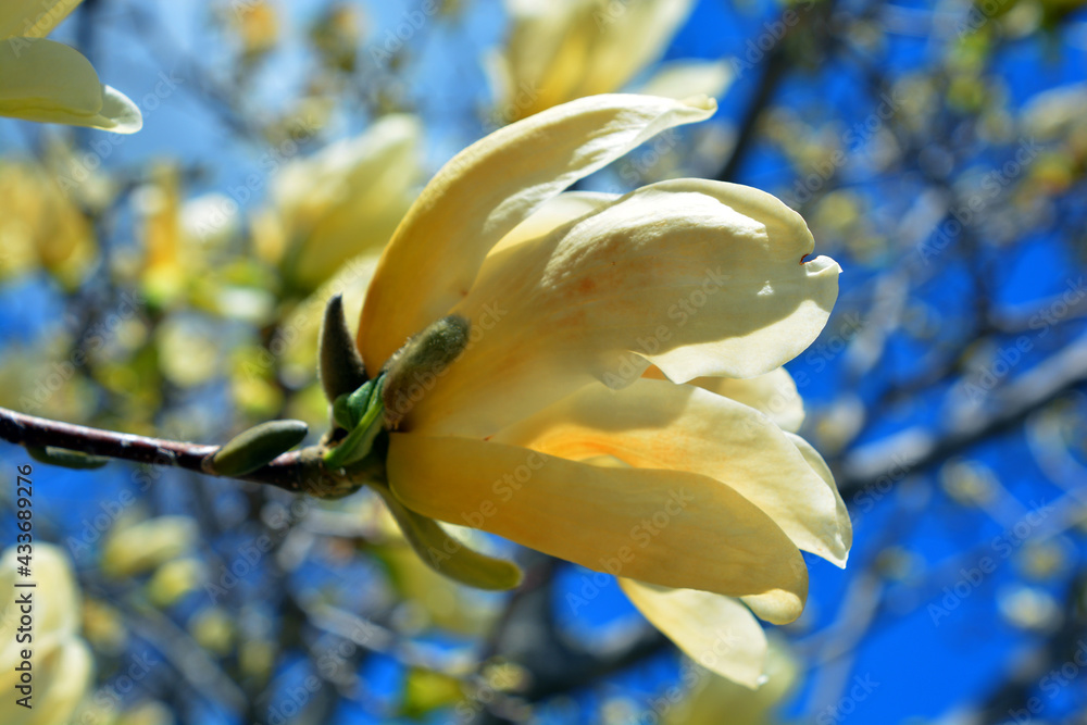 Magnolia tree flower is a large genus of about 210 flowering plant ...