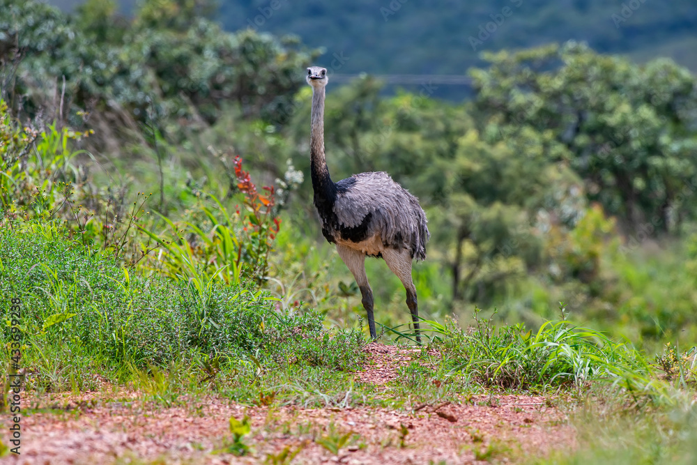 Greater Rhea photographed in Chapada dos Veadeiros National Park, Goias ...