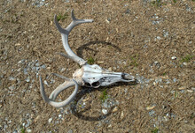 Seven Point Buck Free Stock Photo - Public Domain Pictures