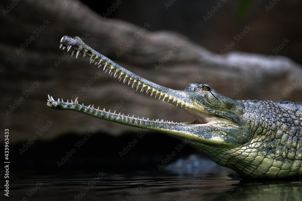 The Gharial Gavialis Gangeticus Also Known As The Gavial Is A