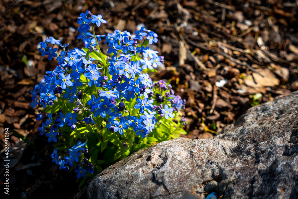 Forget-me-nots growing in a shady spot in the park. Picture taken in ...