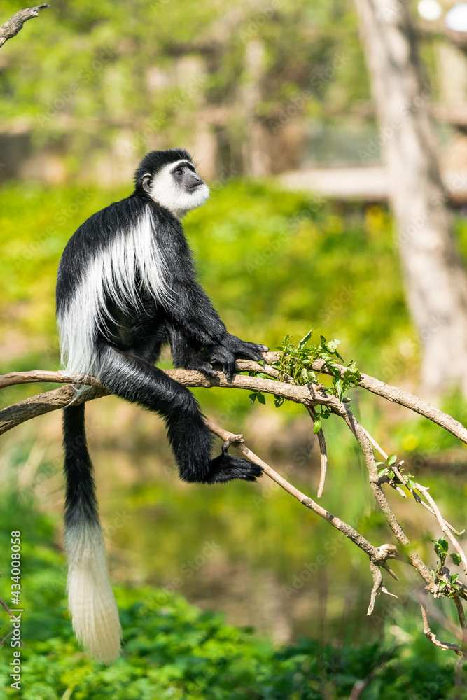 Guereza, any of several species of colobus monkeys distinguished by ...
