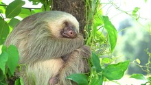 Sloths Hugging Free Stock Photo - Public Domain Pictures