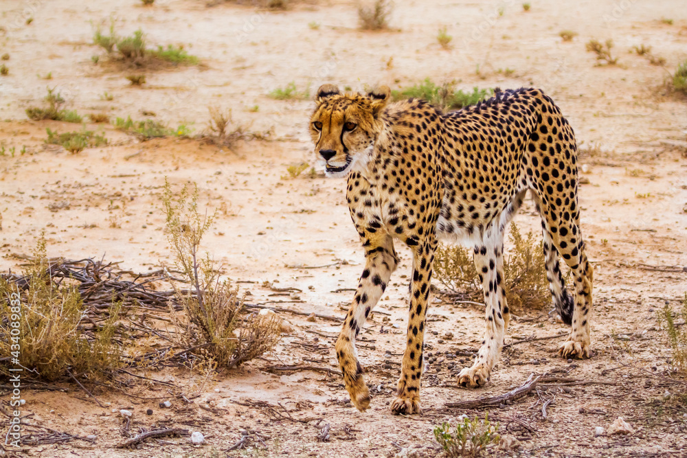 Cheetah walking front view in Kgalagadi transfrontier park, South ...