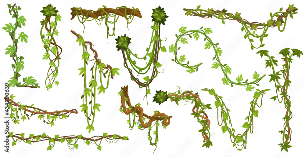 Tropical hanging vines. Jungle liana climbing plants, wild rainforest ...