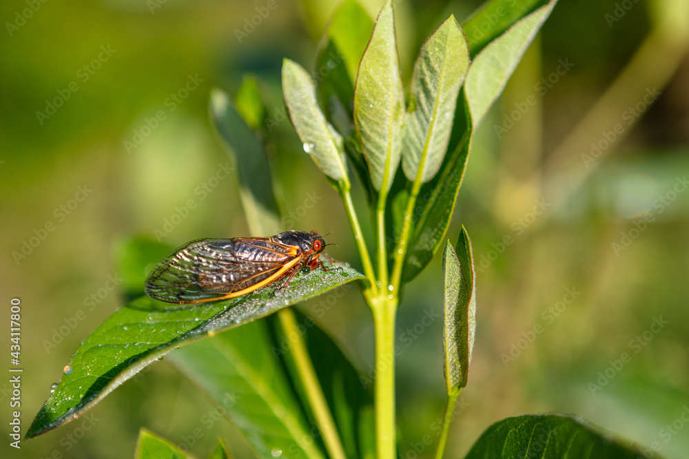 Brood-X 17 year Cicada in the sunny morning dew on a milkweed plant ...