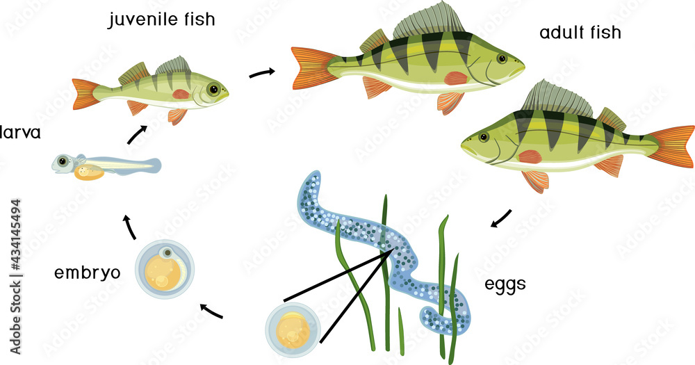 เวกเตอร์ Stock Fish life cycle. Sequence of stages of development of ...