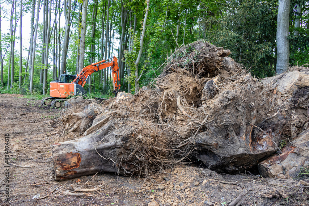 déboisement, déforestation bois forêt Stock Photo | Adobe Stock
