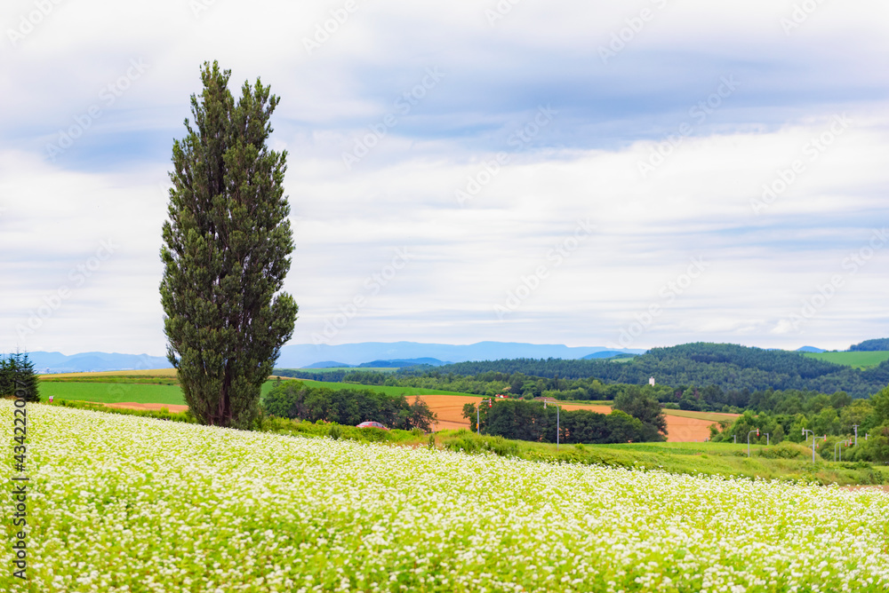 Famous Alone Pine Tree " Tree of Ken and Mary" , One of Famous Landmark ...