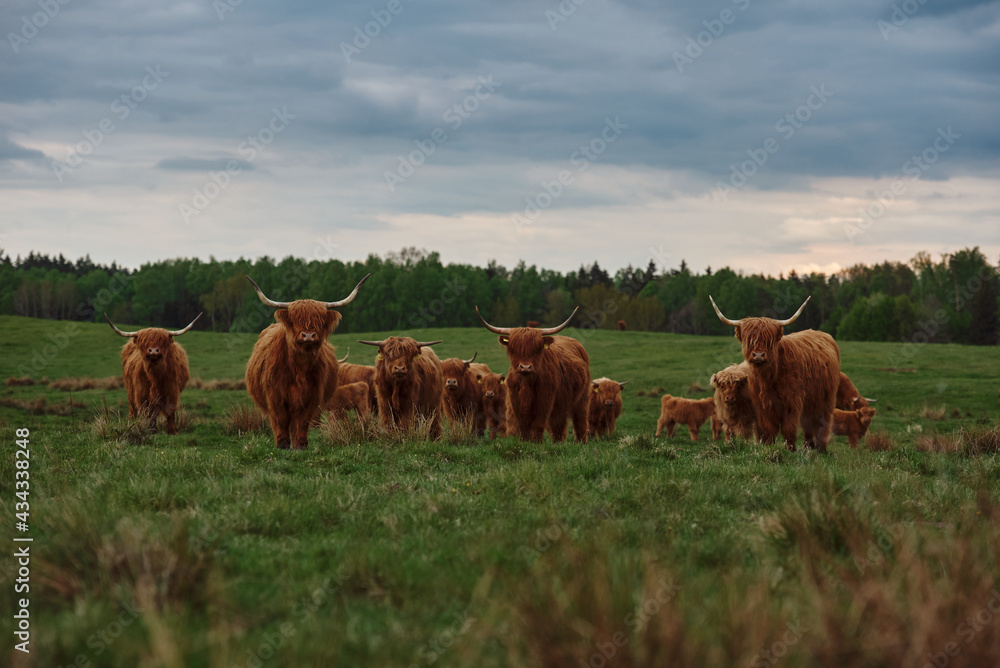 Highland cattle herd with calves Stock Photo | Adobe Stock
