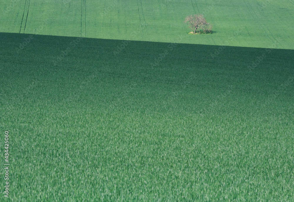 Foto de Stock grand champ cultivé au printemps avec un arbre seul au ...
