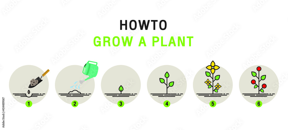 Vektor Growing plant stages. Seeds, watering step, sprout and flower ...