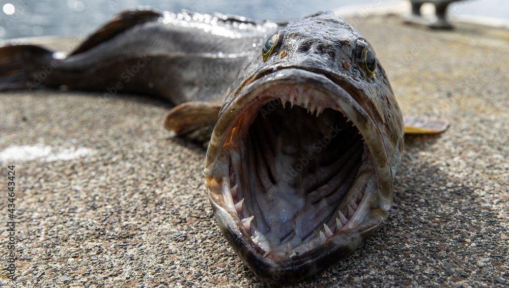 Keeper sized 31 inch Ling Cod caught in Area 10 of the Puget Sound in ...