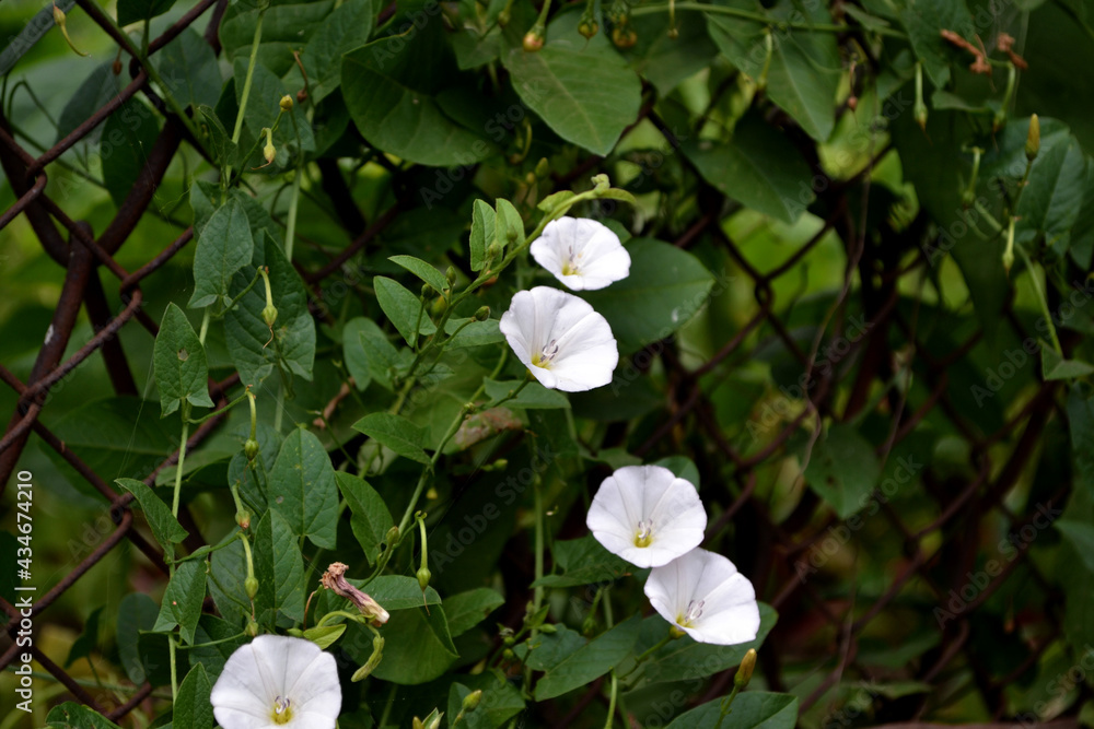 Convolvulus arvensis. Wild bindweed-Calystegia sepium. Beautiful floral ...
