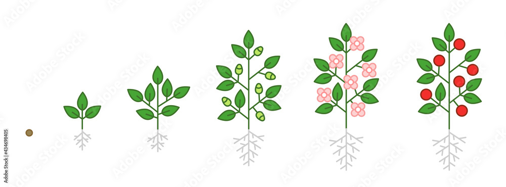 Plant growth stages infographic. Seedling, budding flowering and fruit ...