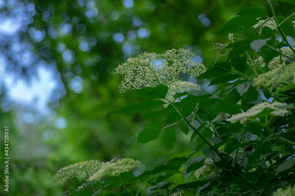 Sambucus nigra european black elder shrub in bloom, group of small ...