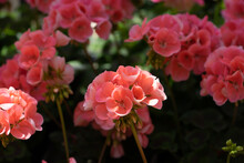Coral Colored Geranium Flower Free Stock Photo - Public Domain Pictures