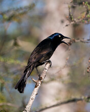 Common Grackle Close-up Free Stock Photo - Public Domain Pictures