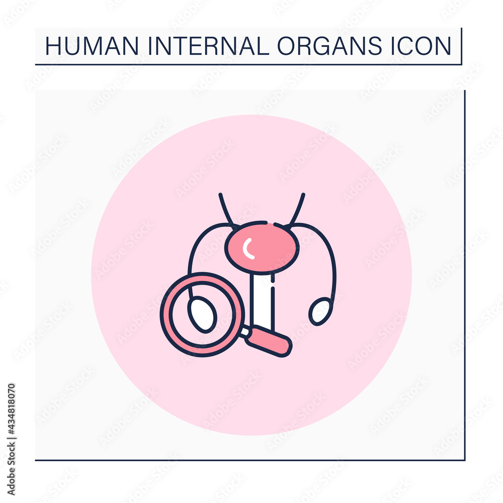 Reproductive system color icon. Examination penis, scrotum and ...