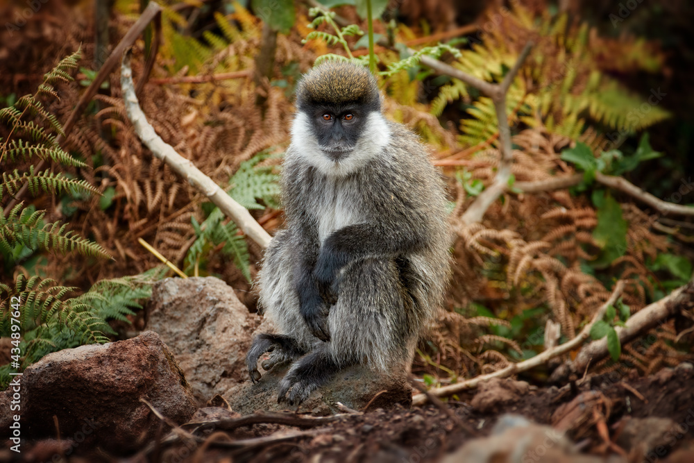 Foto Bale vervet monkey, Chlorocebus djamdjamensis. Close up, very rare ...