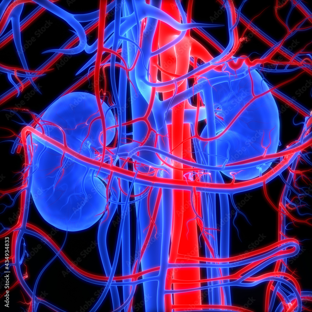 Human Urinary System Kidneys Anatomy Stock Illustration | Adobe Stock