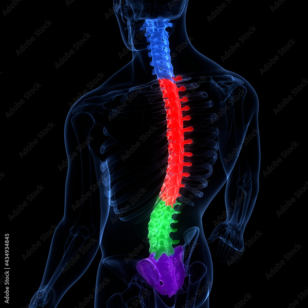 Spinal Cord Vertebral Column of Human Skeleton System Anatomy Stock ...