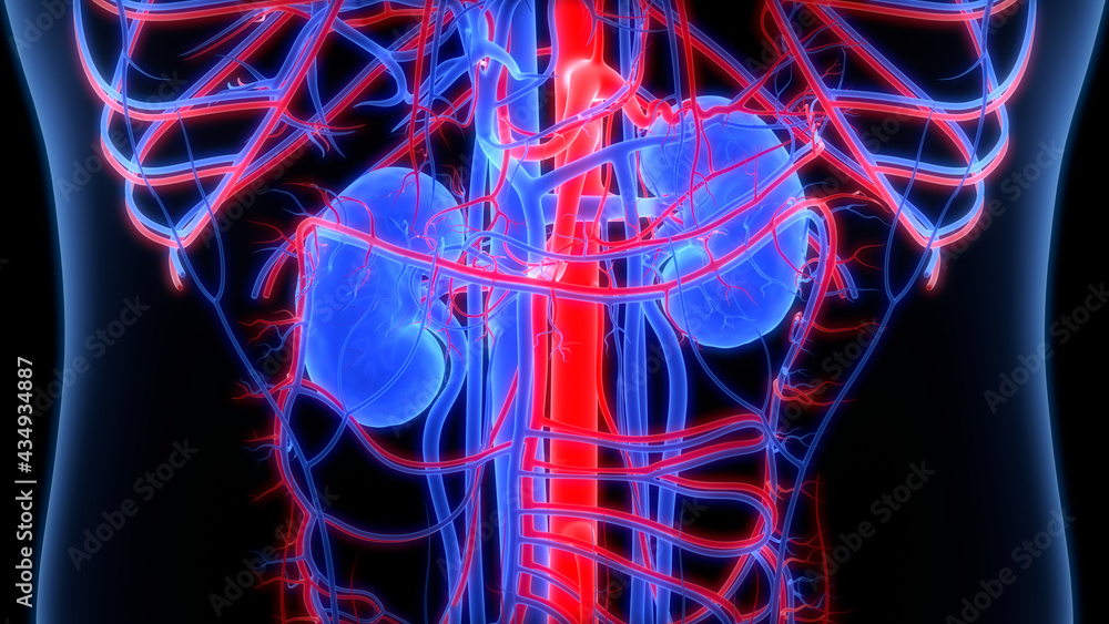 Human Urinary System Kidneys Anatomy Stock Illustration | Adobe Stock